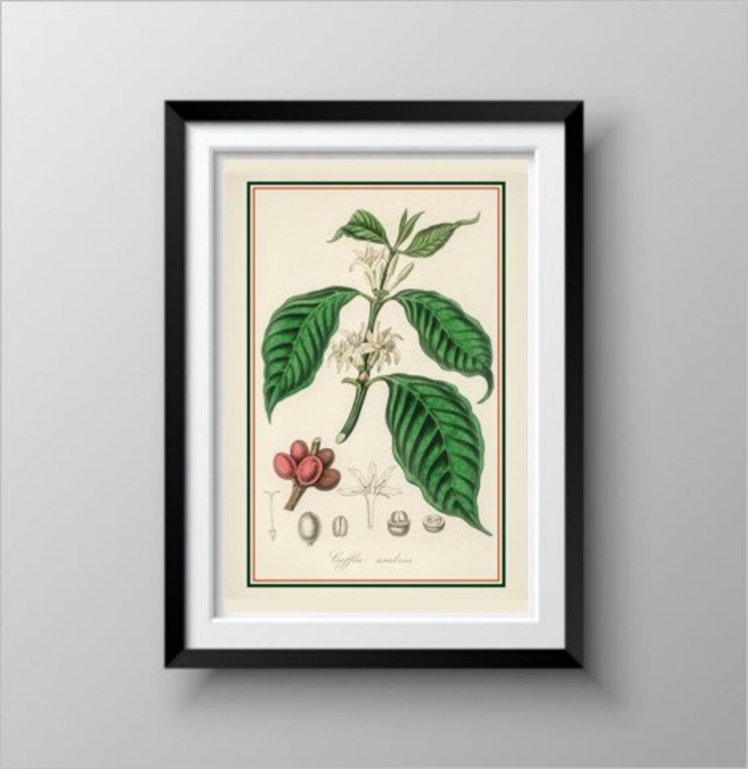Coffee Arabica Plant, 1836 Botanical Illustration Print Reproduction ...