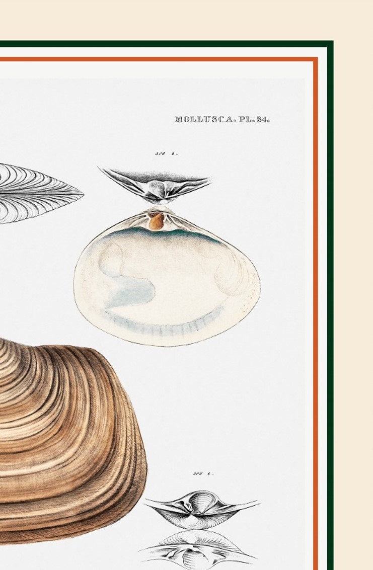 Vintage 1800s Clam Mollusks Natural Science Illustration, Museum ...