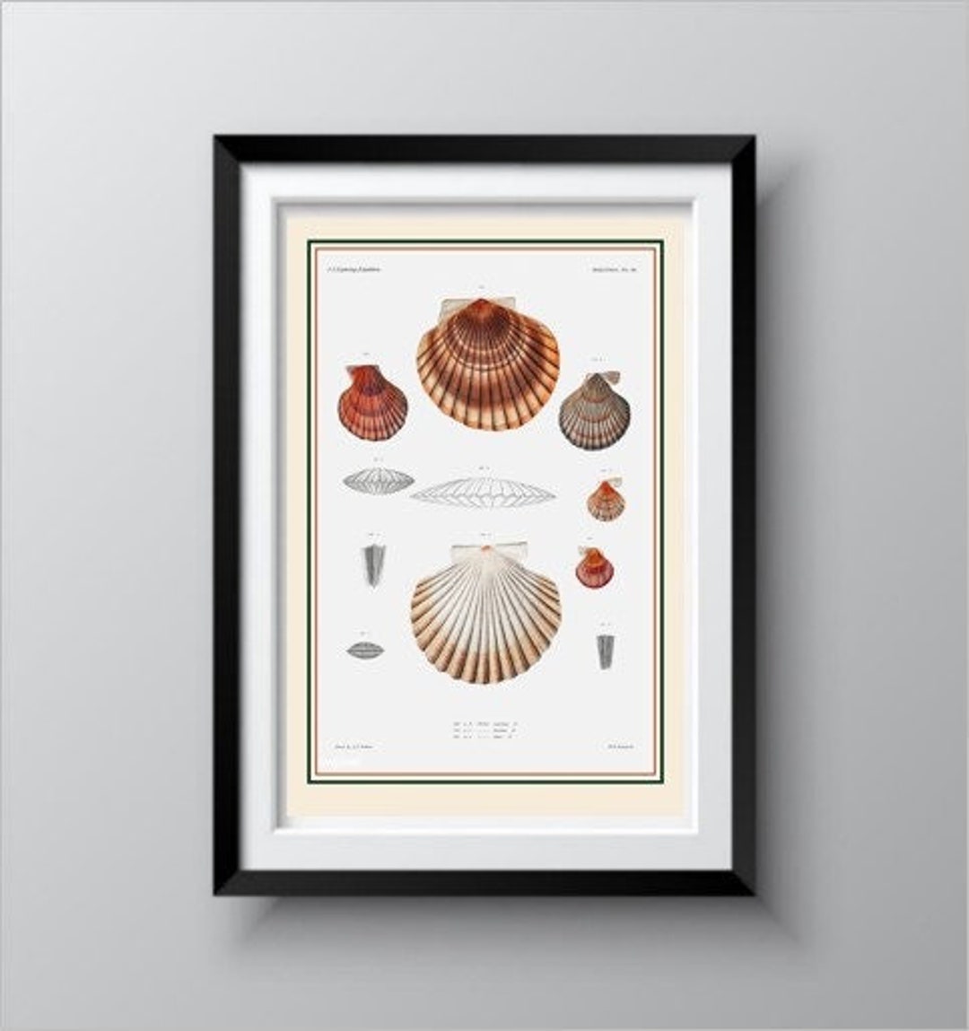 Vintage 1800s Scallop Mollusks Natural Science Illustration ...