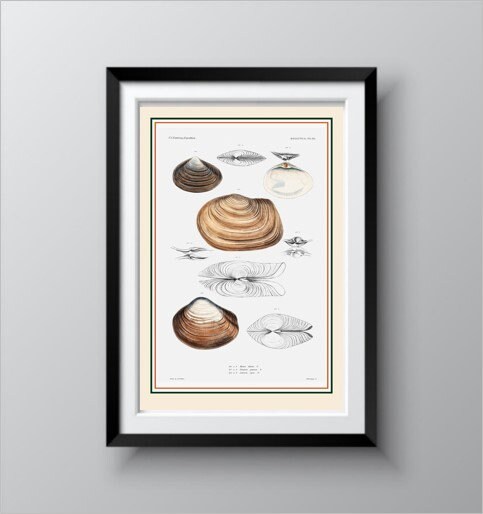 Vintage 1800s Clam Mollusks Natural Science Illustration, Museum ...