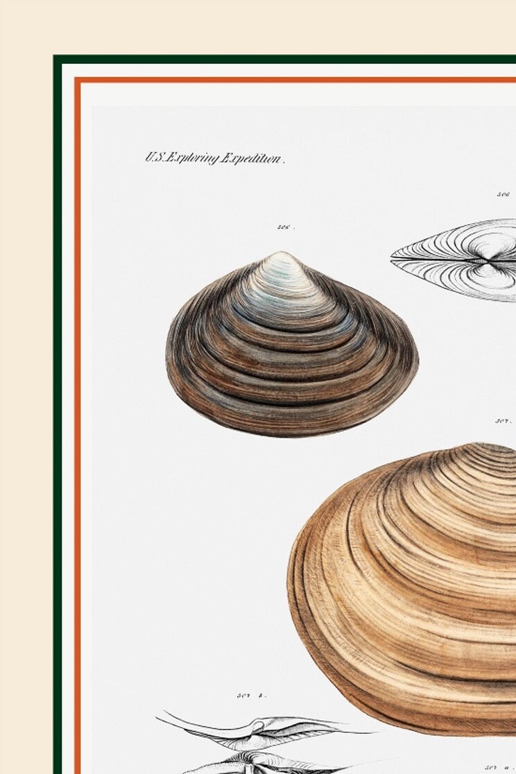 Vintage 1800s Clam Mollusks Natural Science Illustration, Museum ...