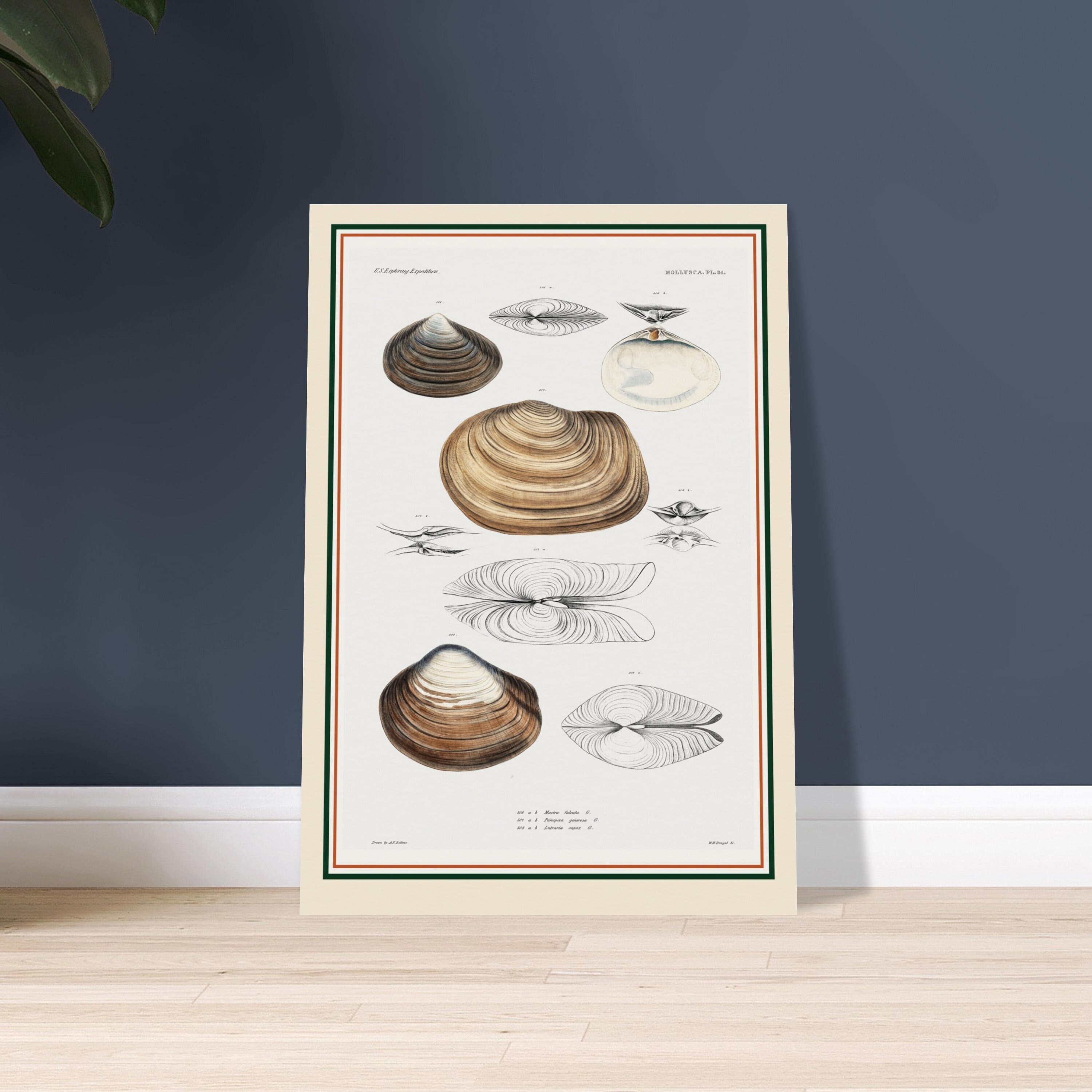 Vintage 1800s Clam Mollusks Natural Science Illustration, Museum ...