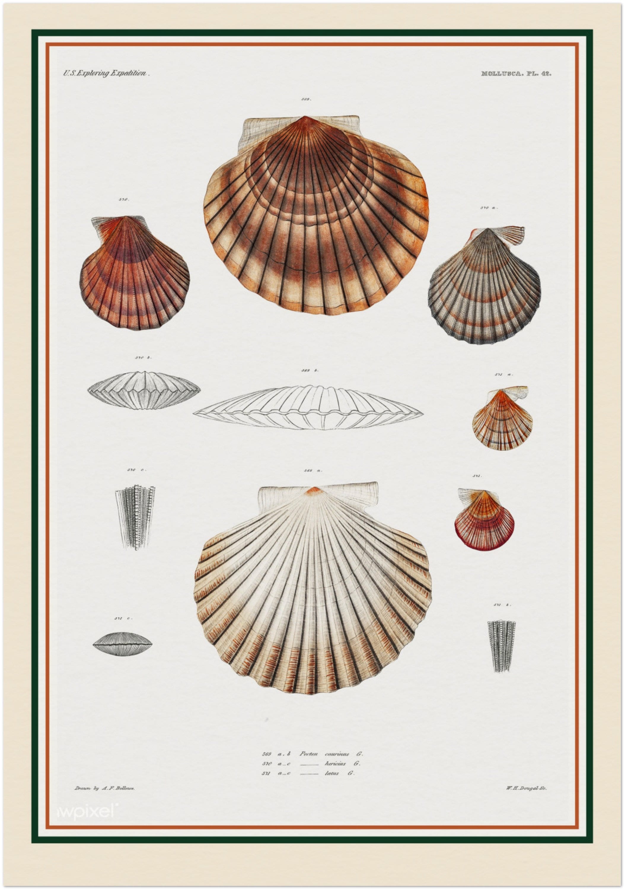 Vintage 1800s Scallop Mollusks Natural Science Illustration ...