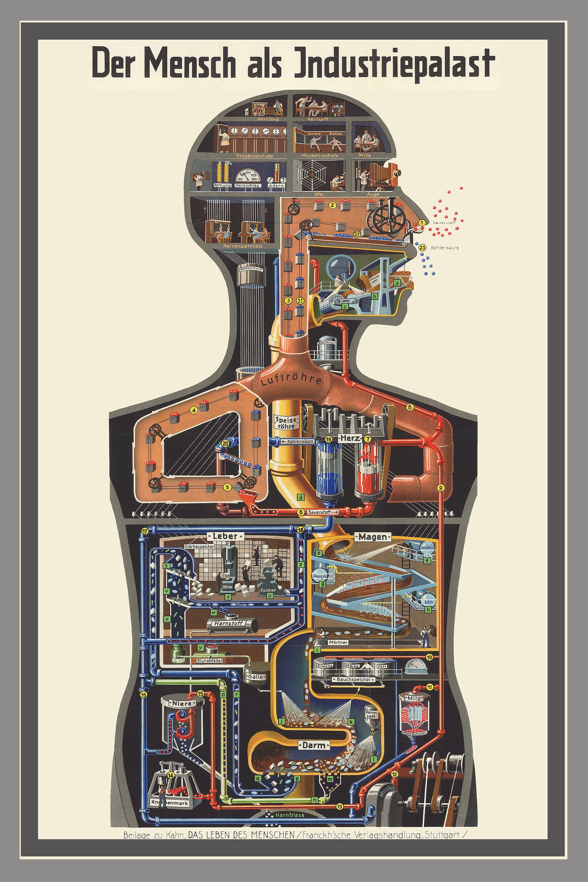 Vintage Print 'man as Industrial Palace' by Fritz Kahn. Reproduction ...