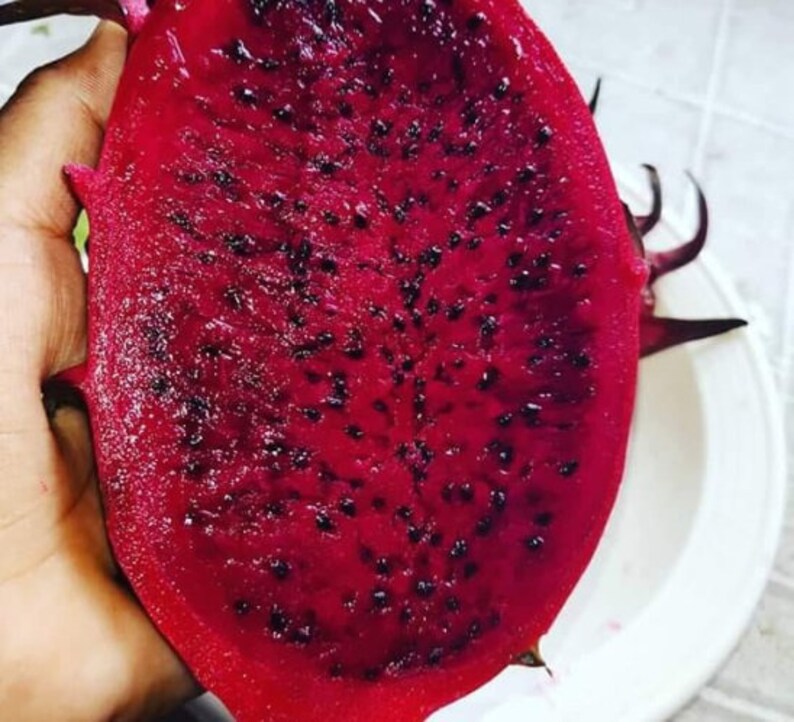 Mexican Valdivia Roja Dragon Fruit Cutting, Super Bloody Red and Sweet ...