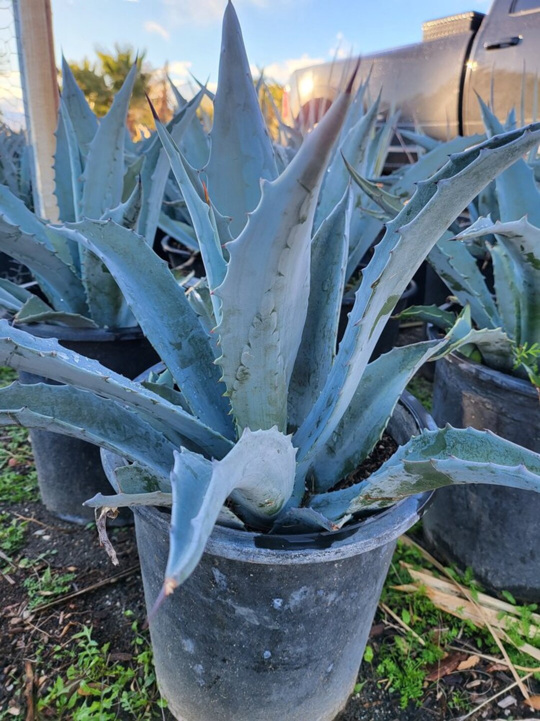 Large Blue Agave Americana american Century Plant - Etsy