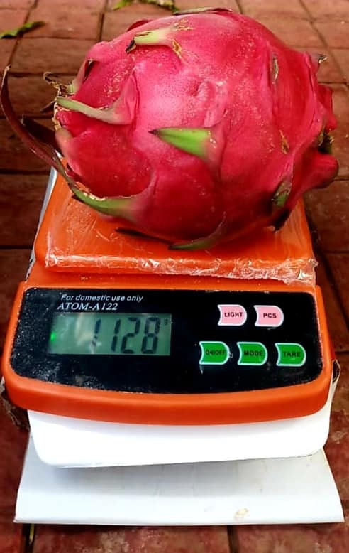 White JUMBO Dragon Fruit Cutting, Big Giant JUMBO Fruit With Sweet ...