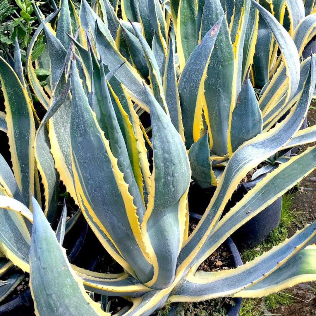 Large Agave Americana Variegata variegated Century Plant - Etsy