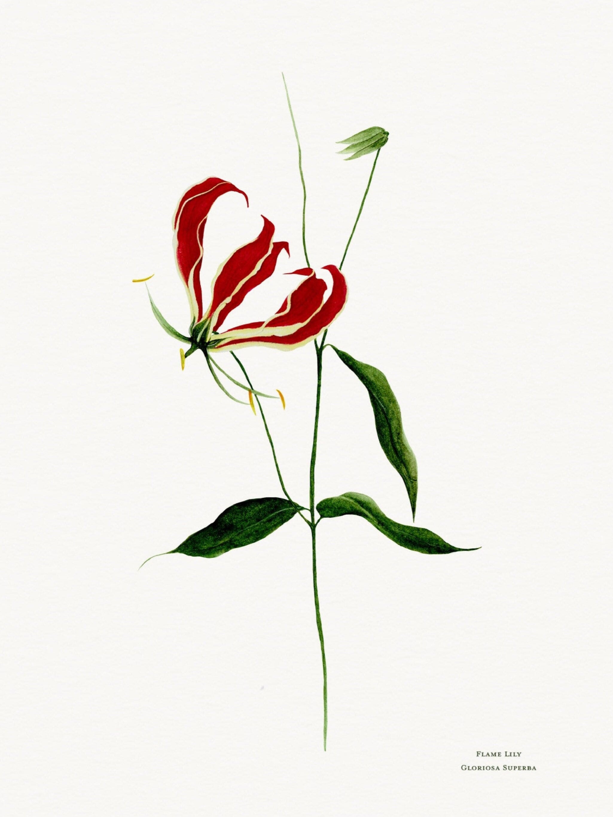 Floral Print Wall Art Flame Lily Flower Illustration - Etsy