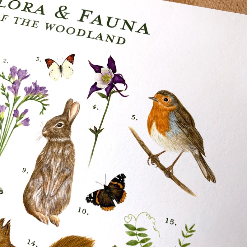 Flora & Fauna Chart Print – Woodland Animals Wildflowers | Botanical ...