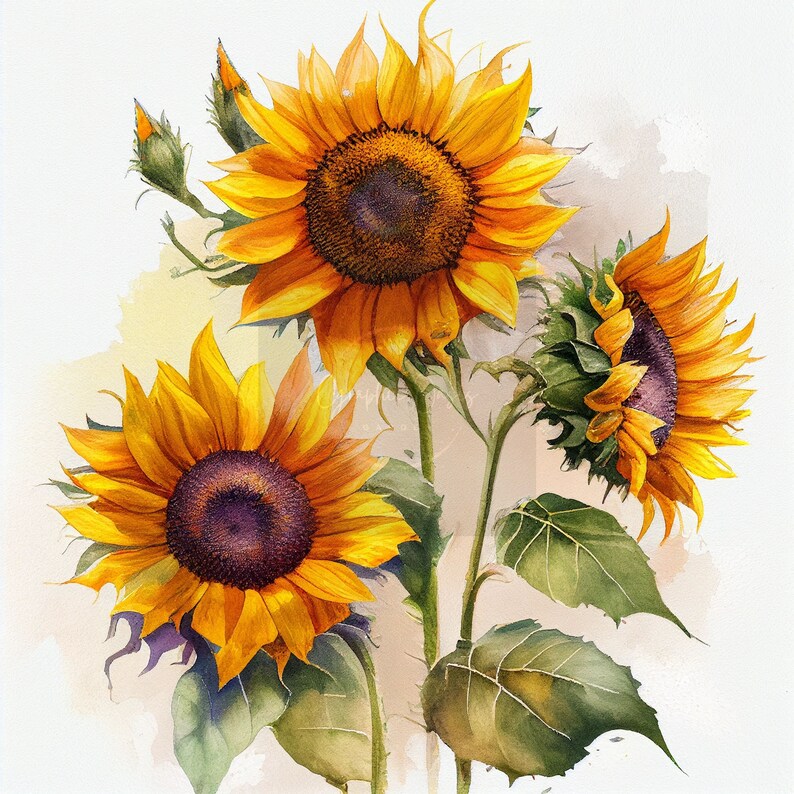 Watercolor Sunflowers Clipart, Sunflower Floral Bouquets, 40 PNG ...
