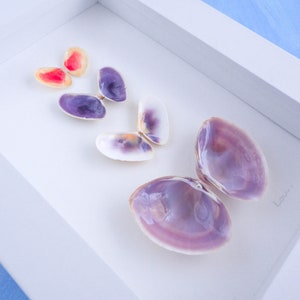 Sea Butterflies Made of Purple Coral Shells From Portugal Coastal Home ...