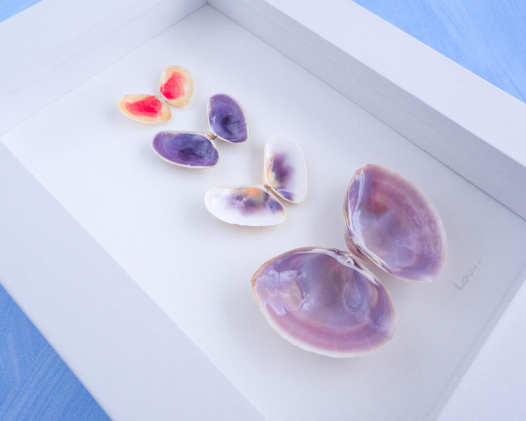 Sea Butterflies Made of Purple Coral Shells From Portugal | Coastal ...