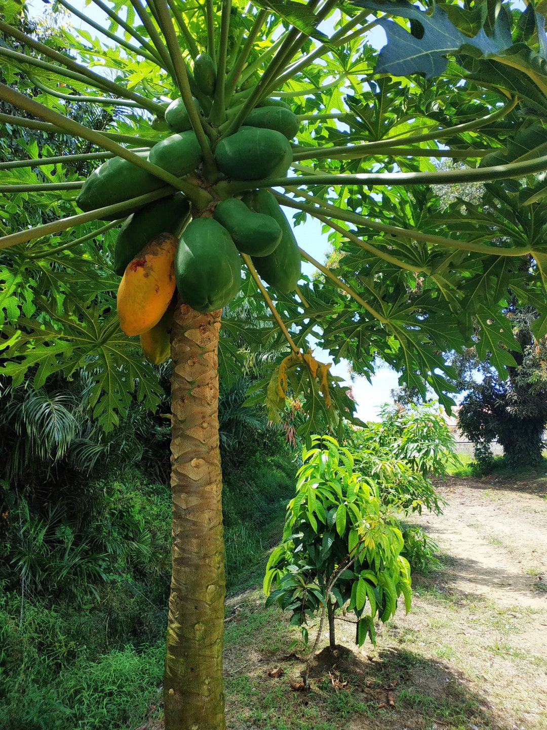 Suriname Paramaribo Papaya Boom Lekkere Herinnering Heimwee Foto Natuur ...