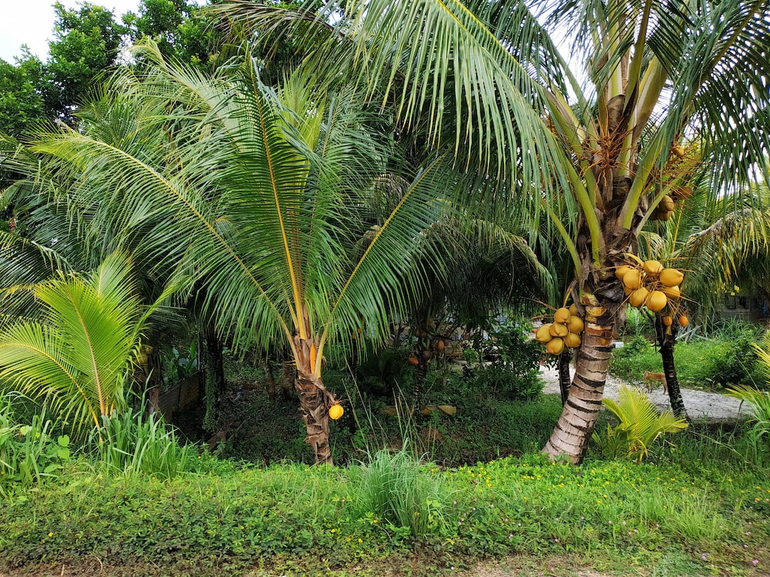 Suriname Commewijne Para Cocos Boom Hele Jaar Vrucht Kokoswater En ...