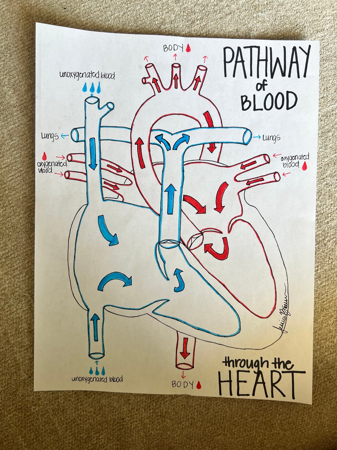 Pathway of Blood Flow Through the Heart Physical - Etsy