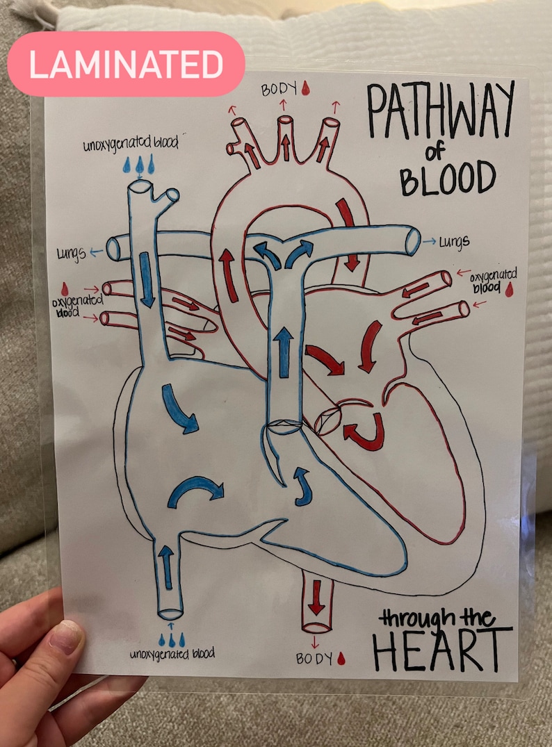 Pathway of Blood Flow Through the Heart Physical - Etsy Ireland