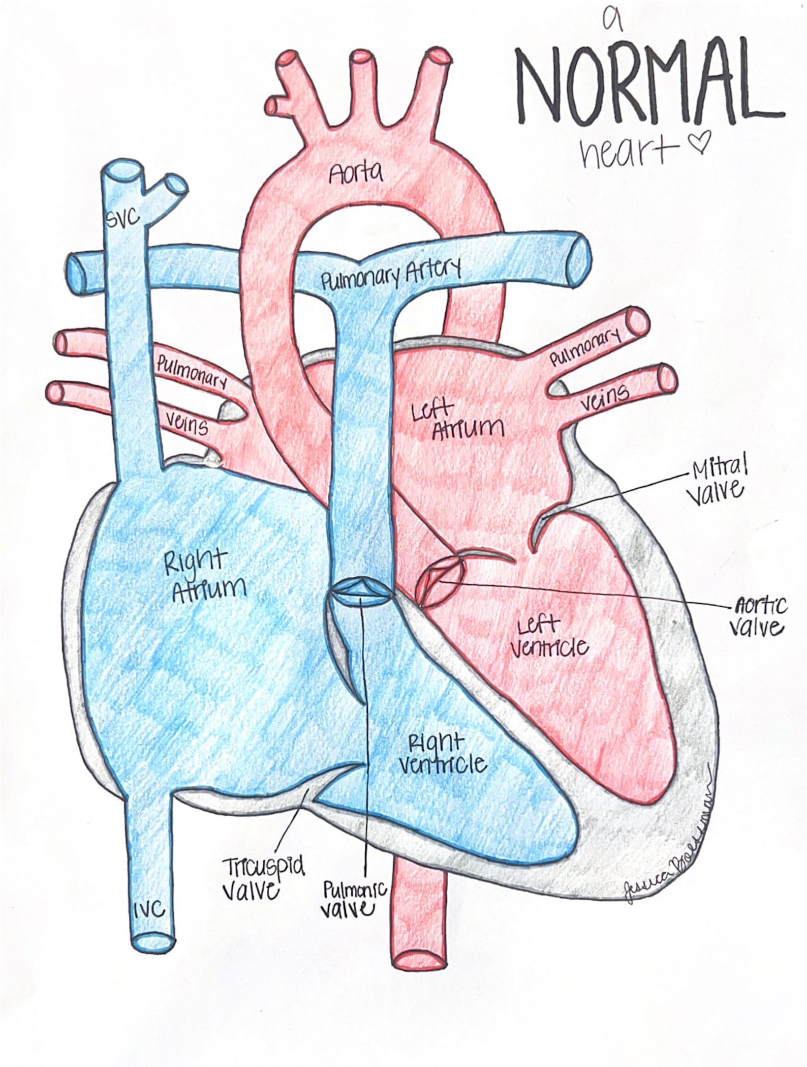 Normal Heart Anatomy Digital - Etsy