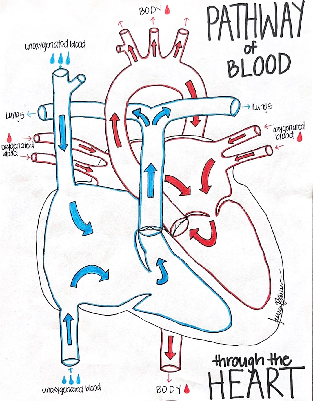Pathway of Blood Flow Digital - Etsy UK