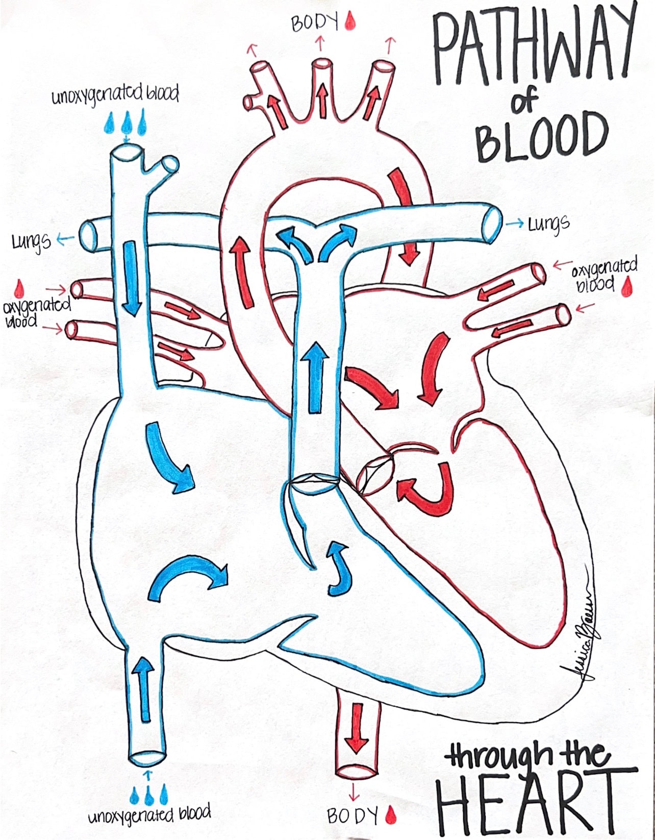 Pathway of Blood Flow Digital - Etsy