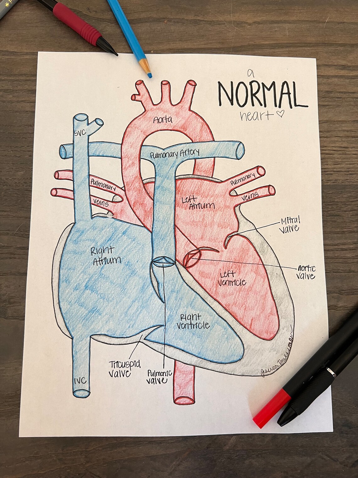 Normal Heart Anatomy Physical - Etsy