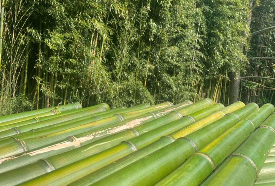 Flame Cured Bamboo Poles - Etsy