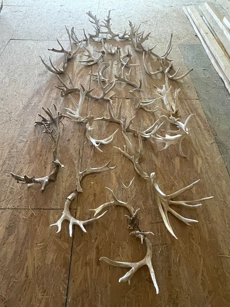 Natural Antlers (large) - Sold in 2 Pound Lots - Etsy