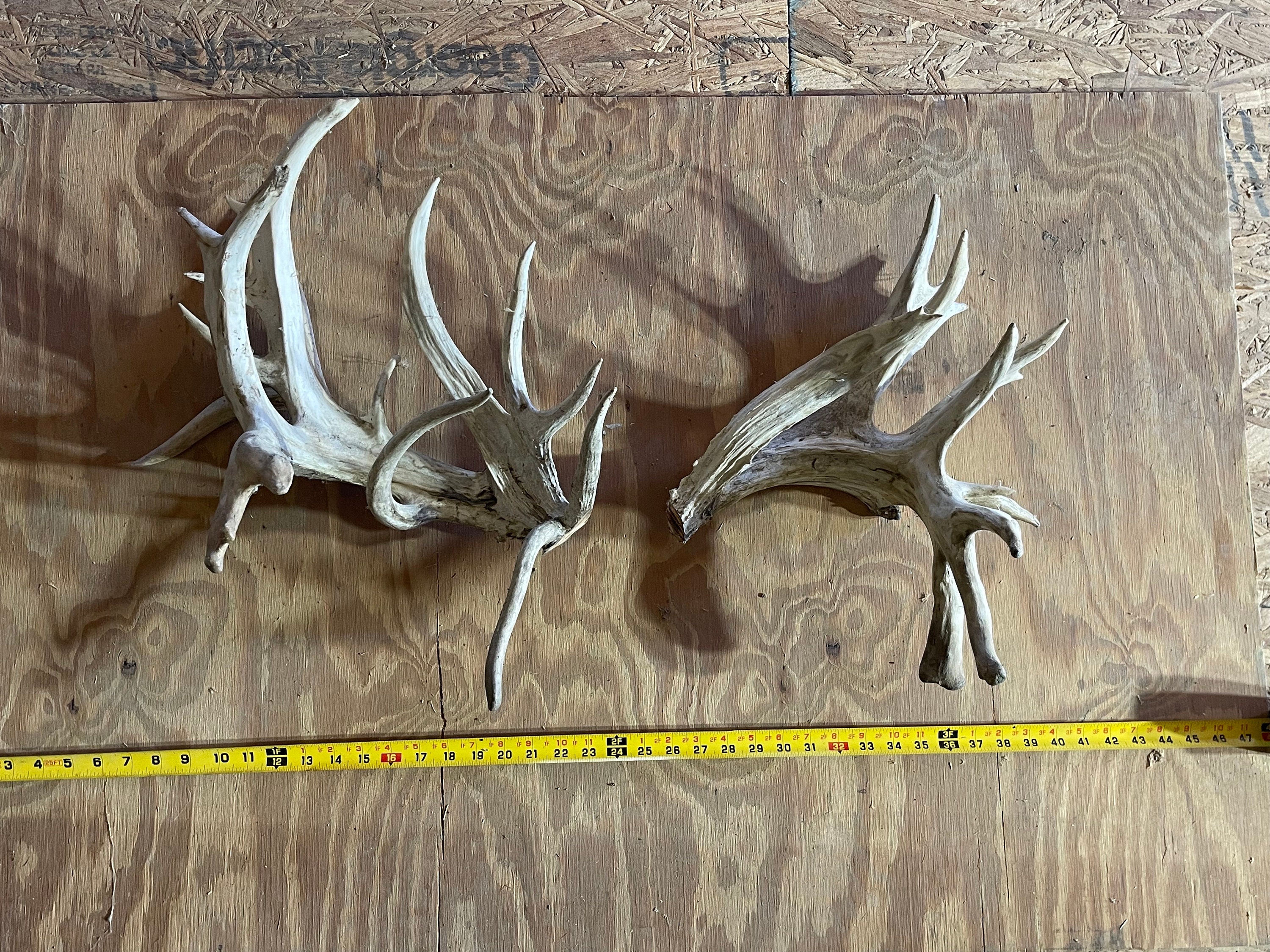 Natural Antlers (large) - Etsy