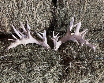 Natural Webbed Antlers large - Etsy