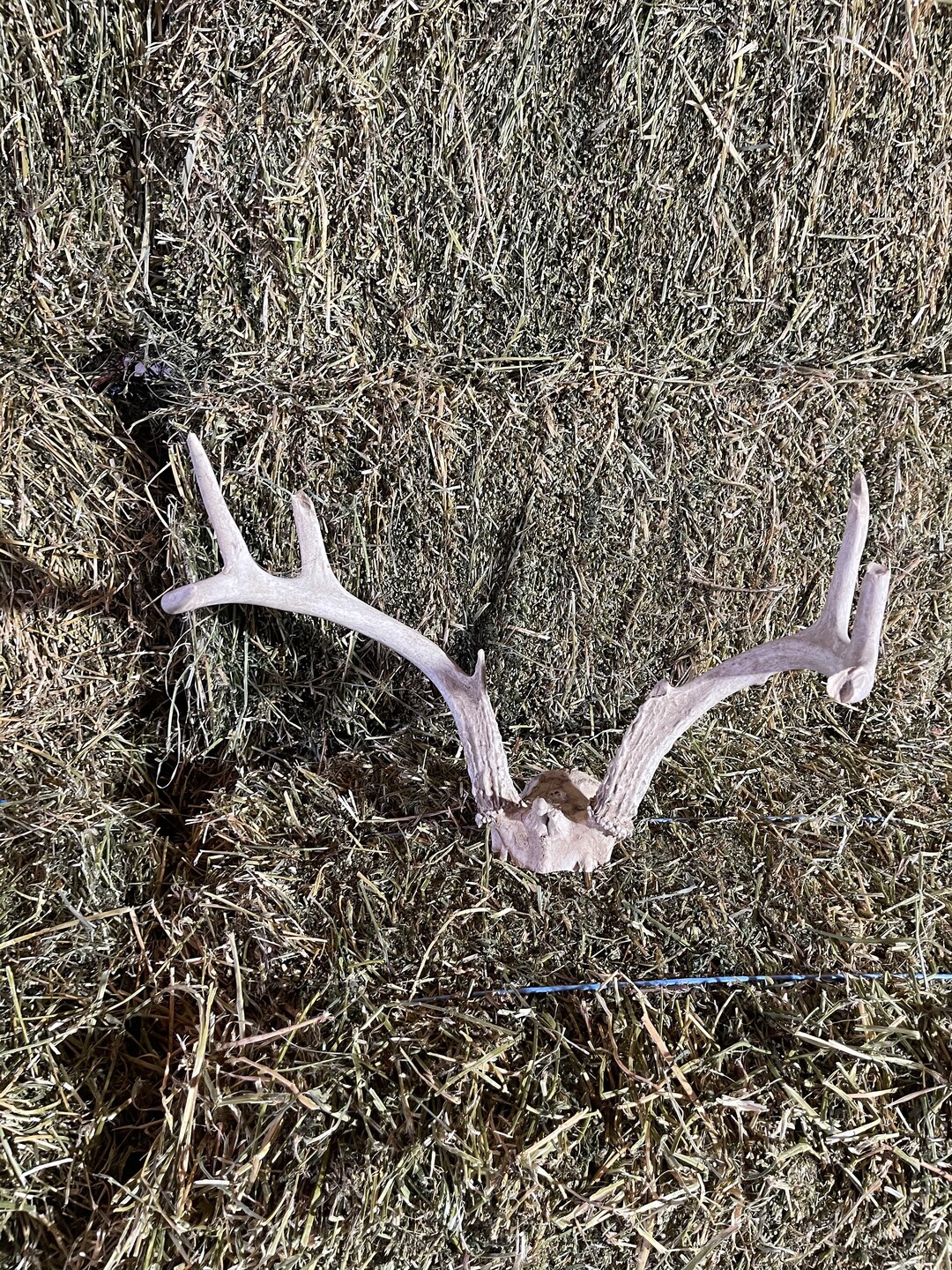 Special "unicorn" Deer Skull - Etsy