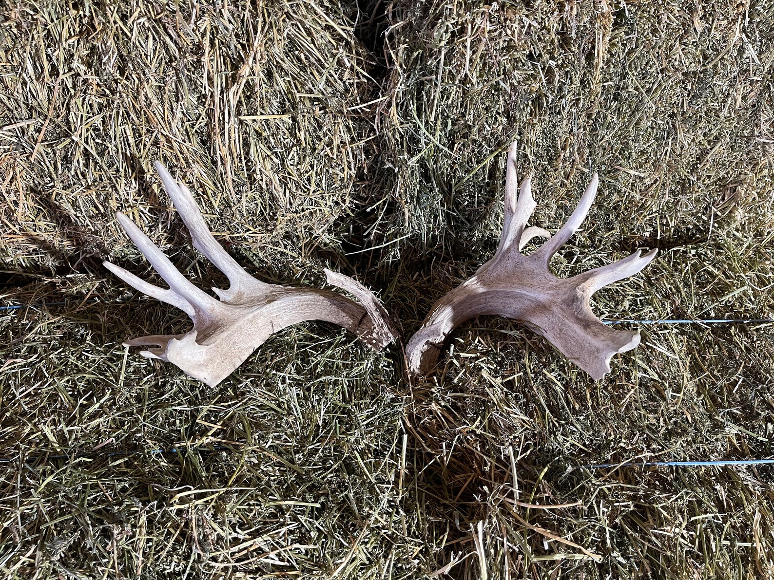 Natural Webbed Antlers (large) - Etsy