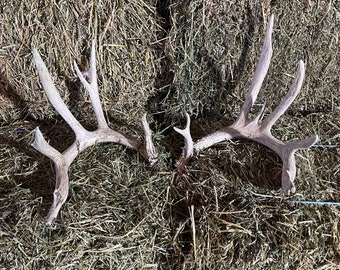 Natural Webbed Antlers (large) - Etsy