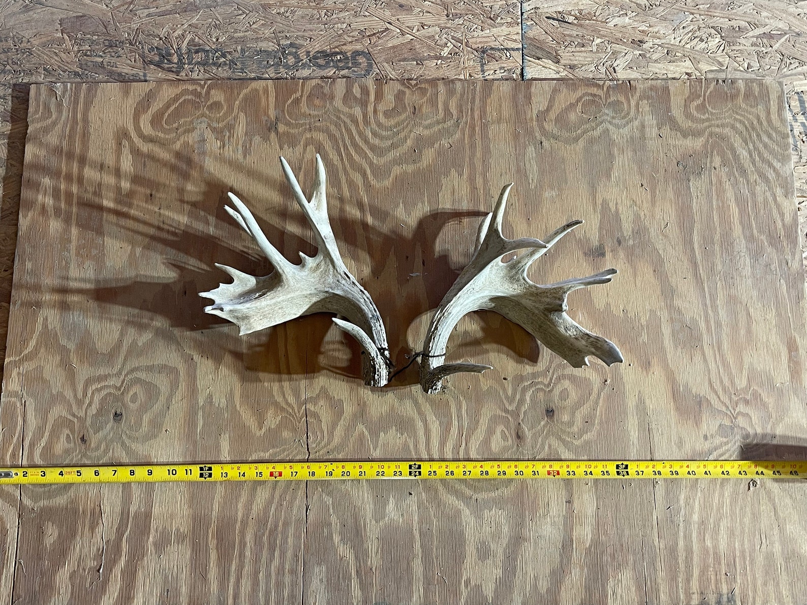 Natural Webbed Antlers (large) - Etsy