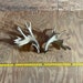 Natural Webbed Antlers (large) - Etsy