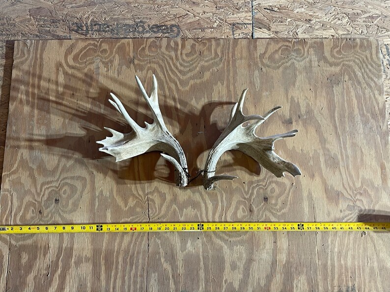Natural Webbed Antlers (large) - Etsy