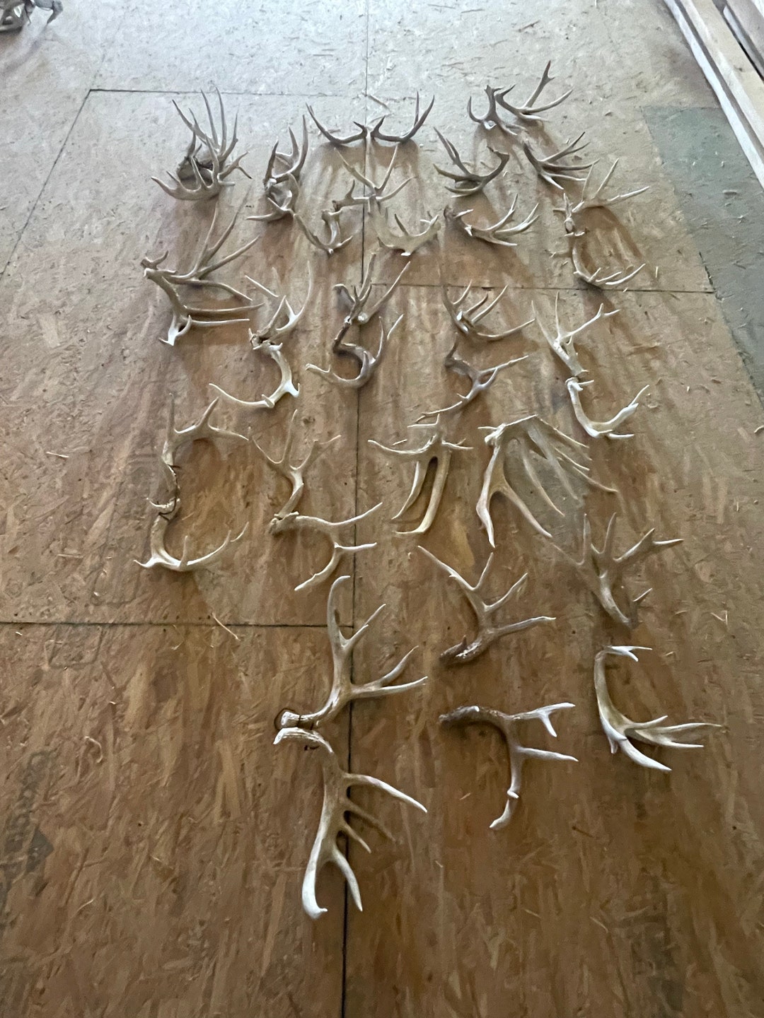 Natural Antlers (regular) - Sold in One Pound Lots - Etsy