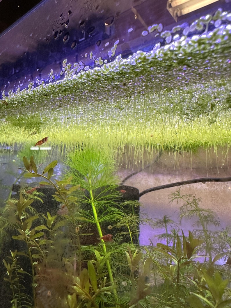 300 Duckweed Great for Aquariums LIVE Frog Bit Azolla Water - Etsy