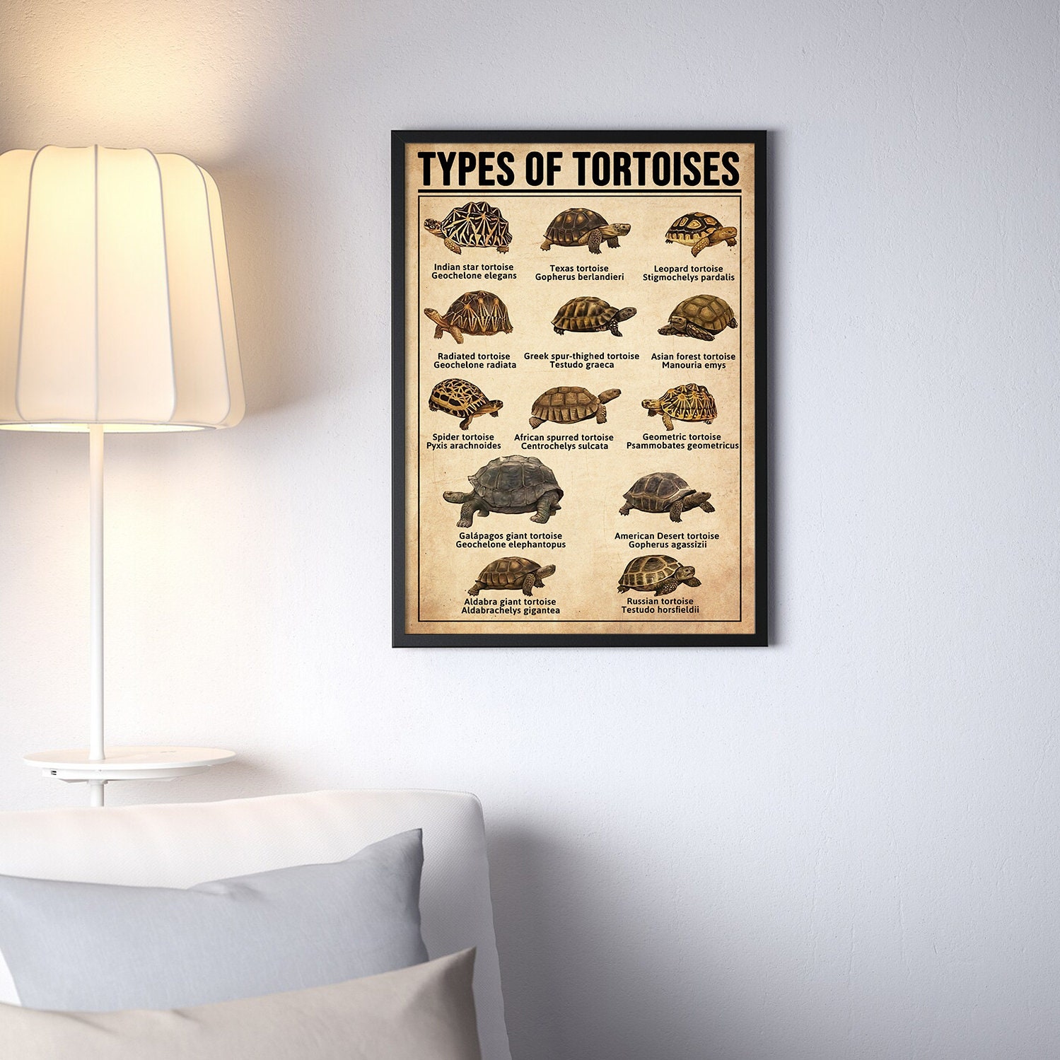 Types of Tortoises Poster Tortoises Print Tortoises Art - Etsy