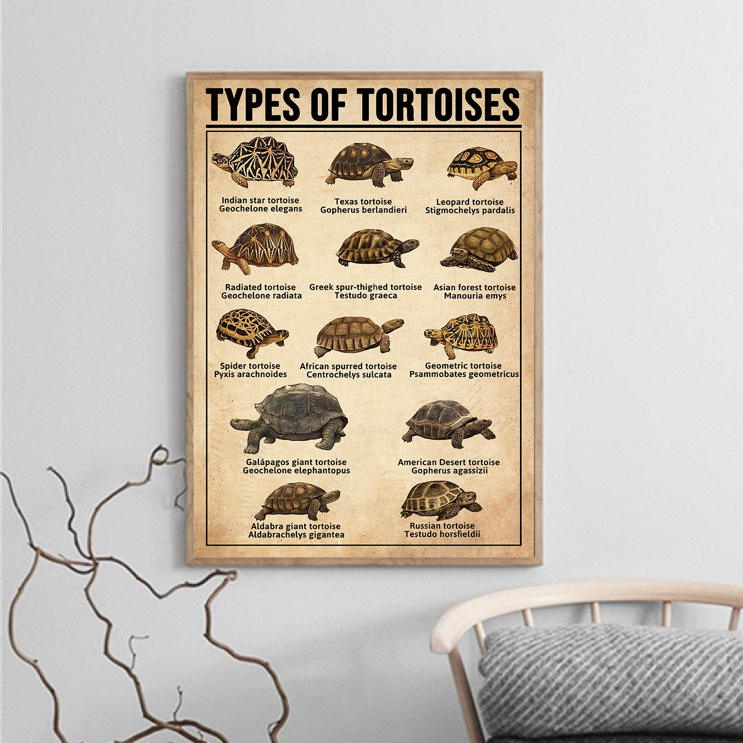 Types of Tortoises Poster Tortoises Print Tortoises Art - Etsy