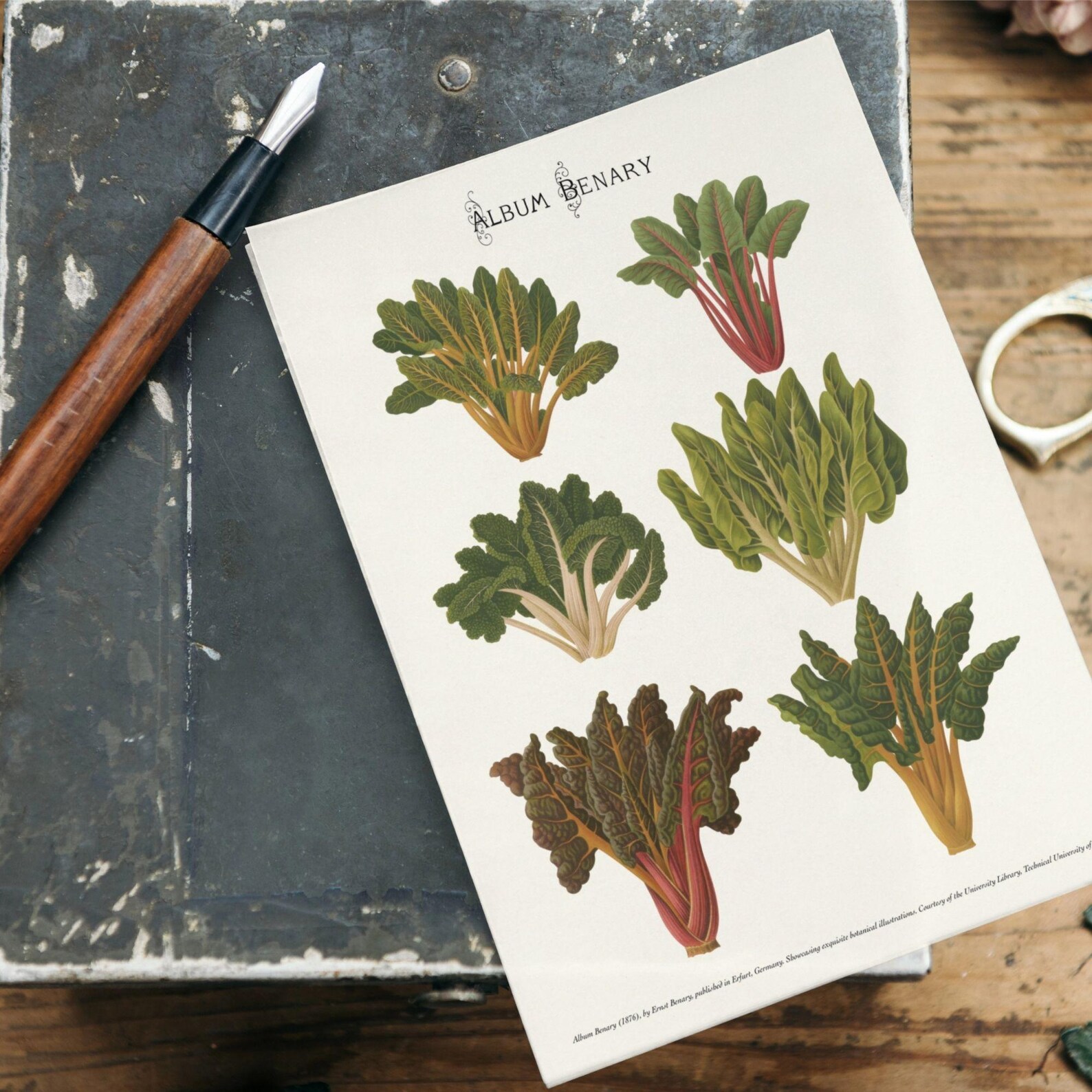 Antique Chard Botanical Print – Album Benary 1876 (digital Download) - Etsy