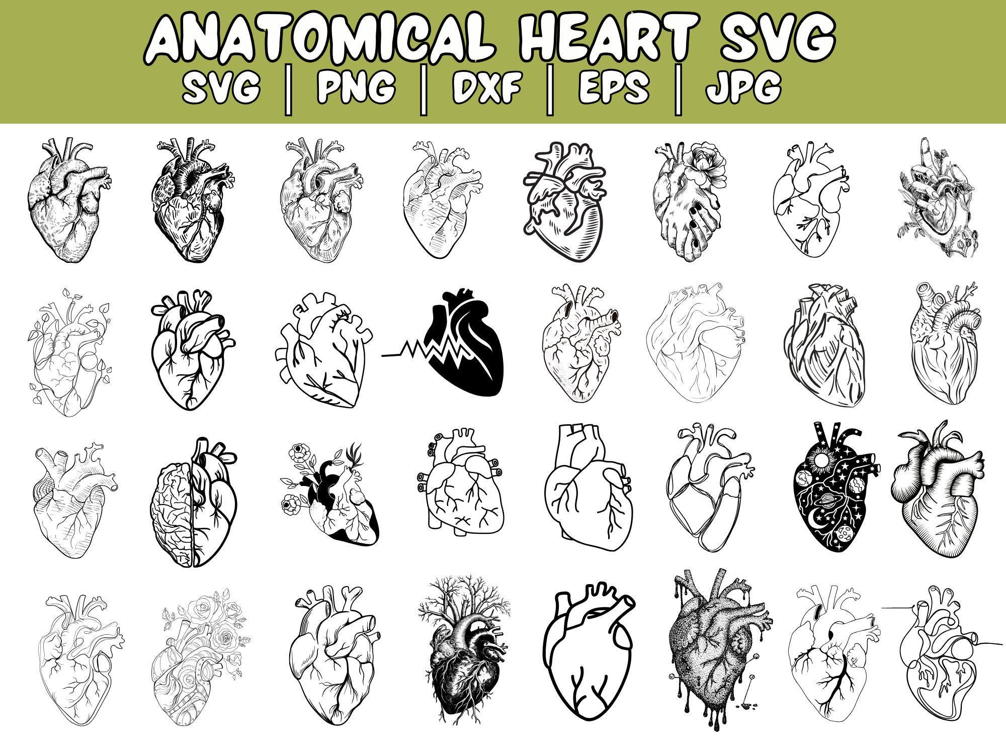 Anatomical Heart SVG Bundle, Medical Anatomy, Flower Heart (digital ...