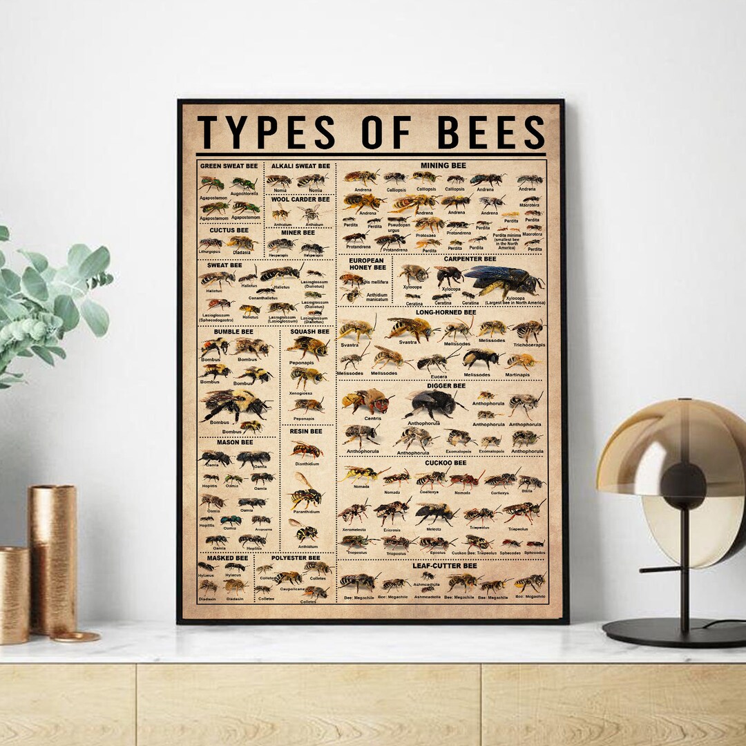 Bee Types Vertical Poster Types of Bees Poster Knowledge - Etsy