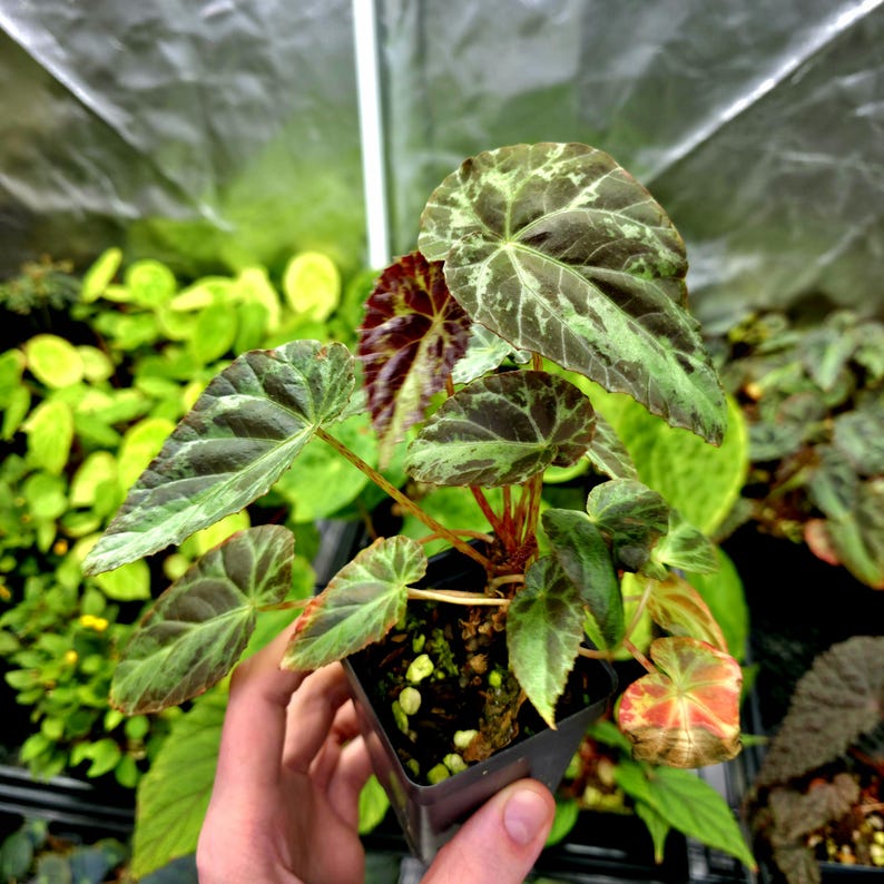 Begonia Burkillii (2.5") / Silver Edge Form Indian Species / Terrarium ...