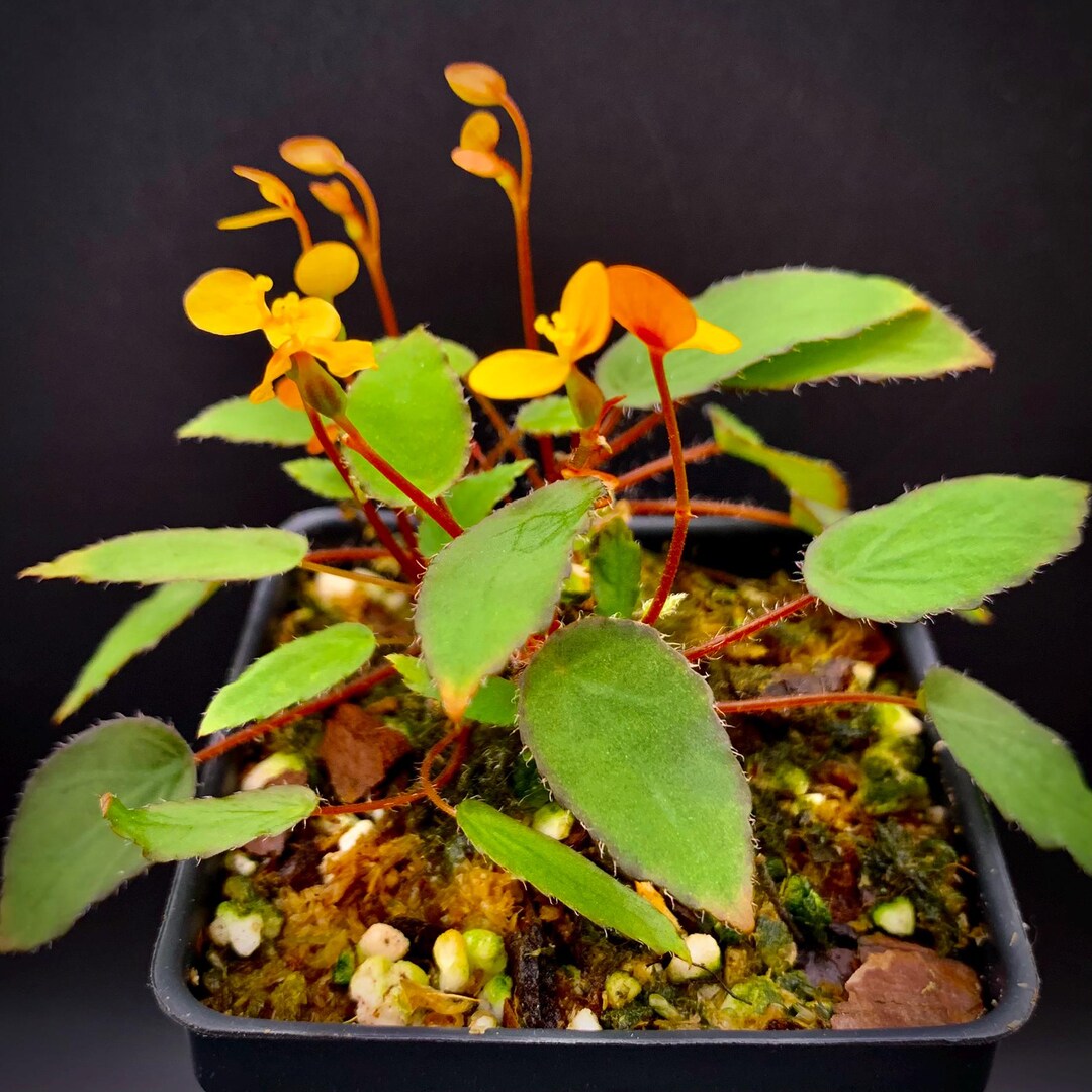Begonia Vankerckhovenii - Live Plant / Terrarium / Houseplant ...