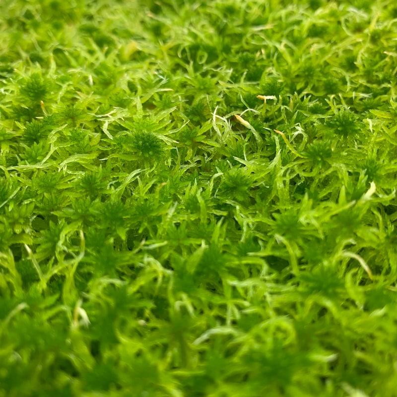 Live Moss - Etsy