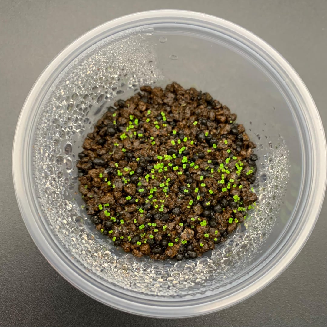 ADD-ON: Begonia Seed Starter - Fluval Bio-stratum & Akadama Mix + 3 ...