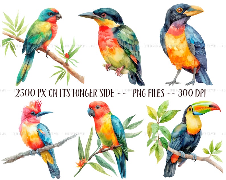Watercolor Tropical Birds Clipart - Bright Bird Illustration PNG ...