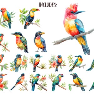 Watercolor Tropical Birds Clipart - Bright Bird Illustration PNG ...