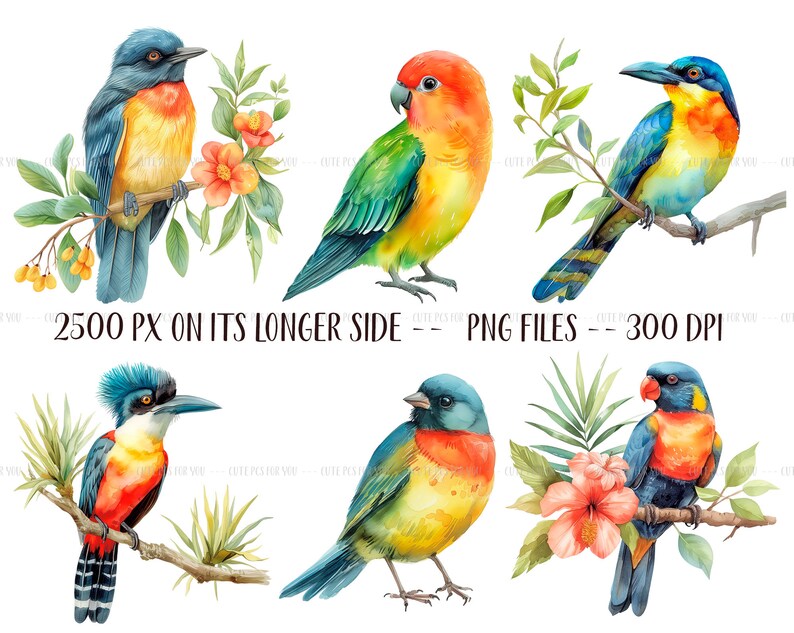 Watercolor Tropical Birds Clipart - Bright Bird Illustration PNG ...