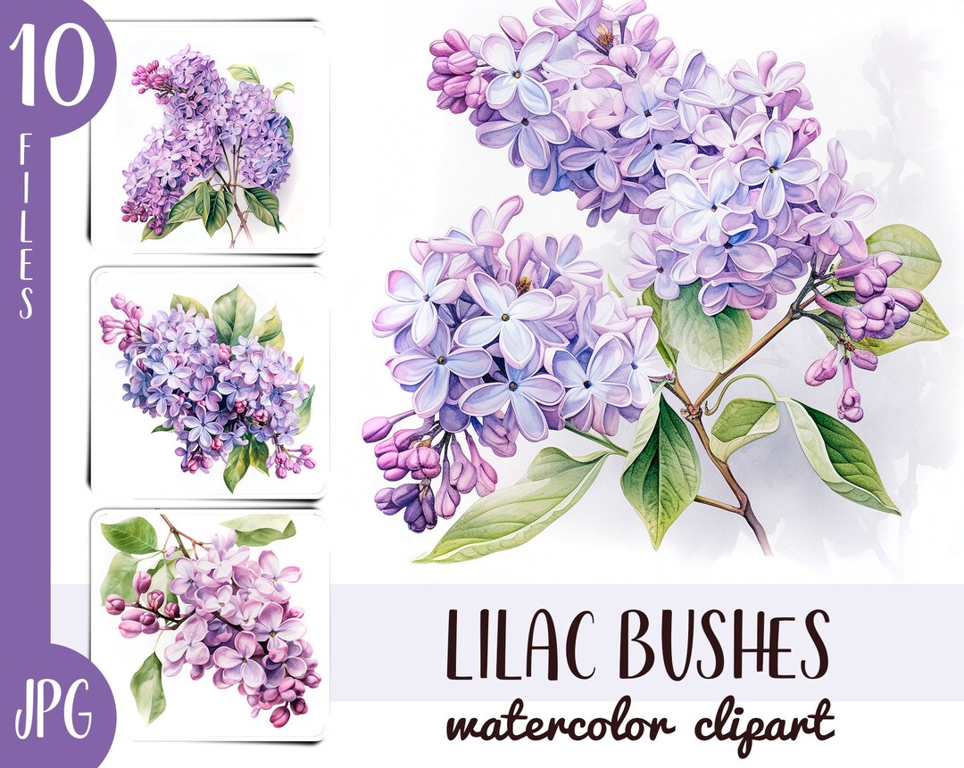 Watercolor Lilac Clipart: Floral Botanical Illustration (JPG Files) - Etsy